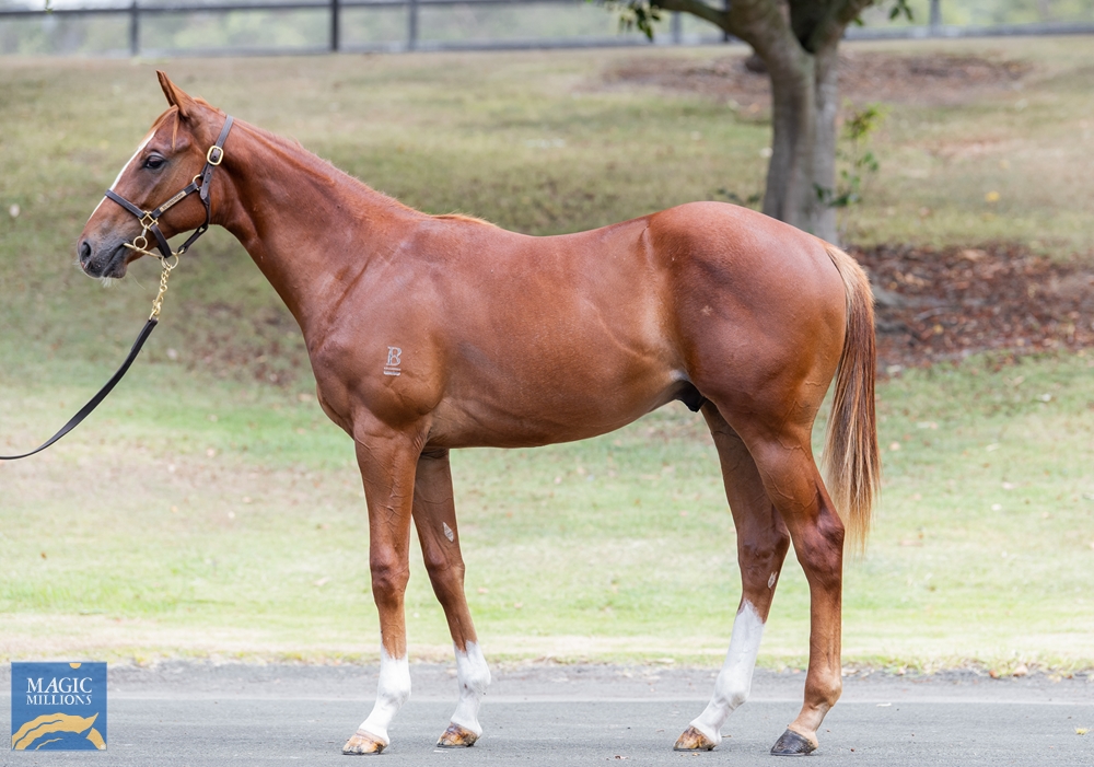 2023 Gold Coast Yearling Sale | Lot 968 | Written Tycoon (AUS) | Inca Lagoon (AUS)